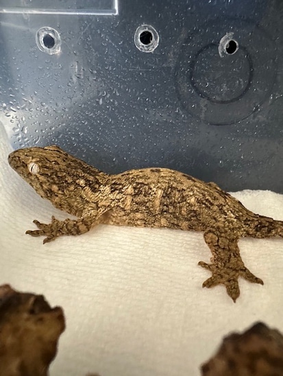 Yate Leachianus Gecko by Giotis Gekkos