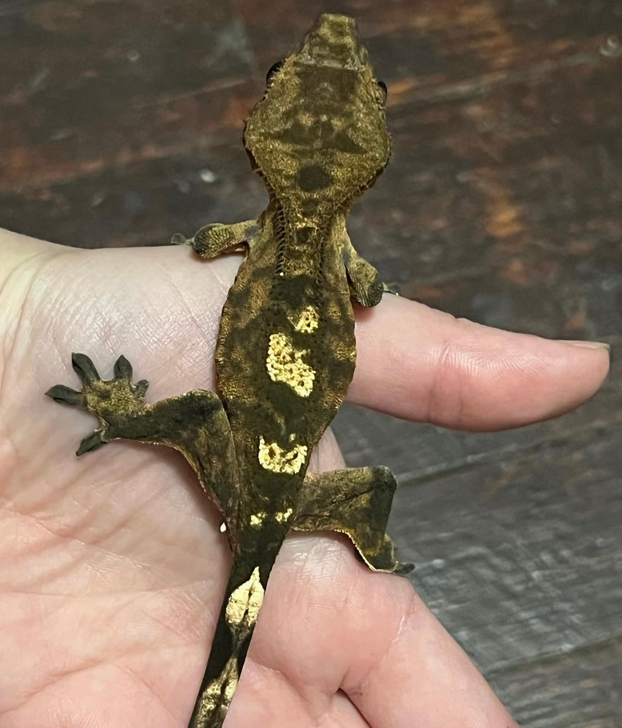 66% Het Axanthic Crested Gecko by Greek’s Geckos - MorphMarket