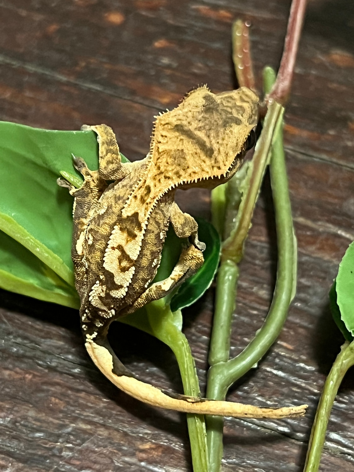 66% Het Axanthic Unsexed Crested Gecko by Greek’s Geckos - MorphMarket