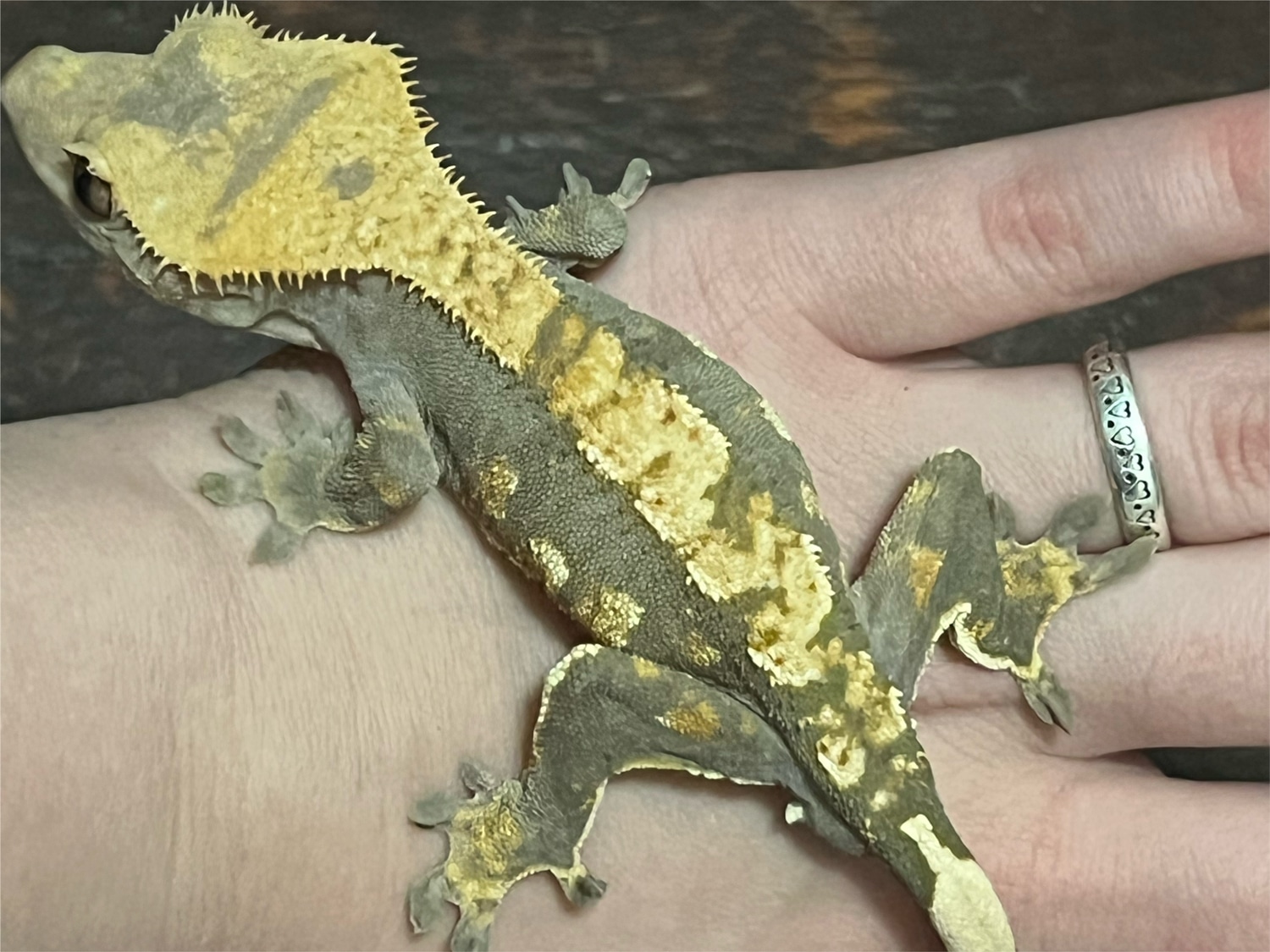66% Het Axanthic Crested Gecko by Greek’s Geckos - MorphMarket