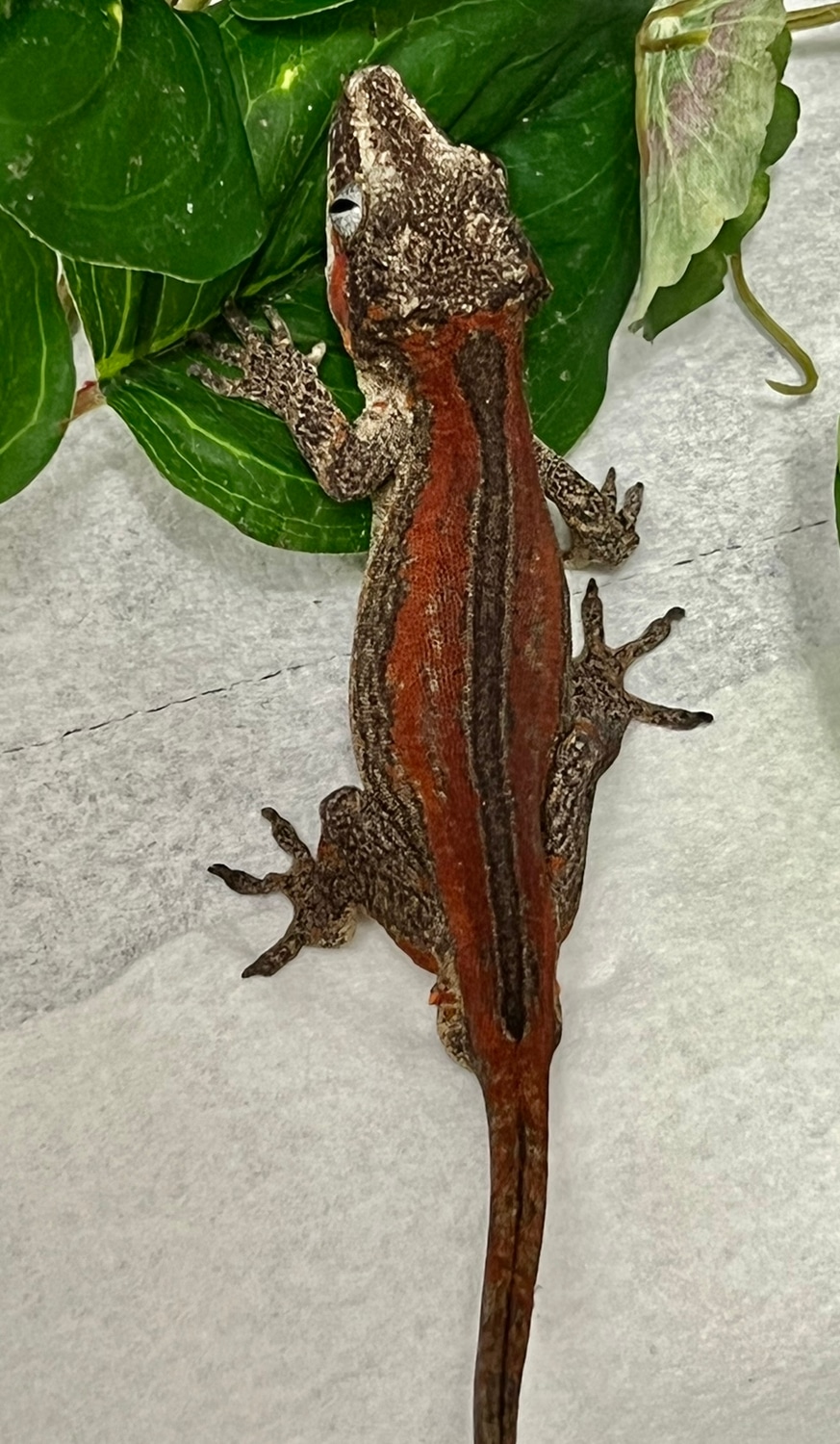 Red Stripe Gargoyle Gargoyle Gecko by Greek’s Geckos - MorphMarket