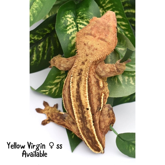 Female Rtb Yellow Superstripe Crested Gecko by Greek’s Geckos
