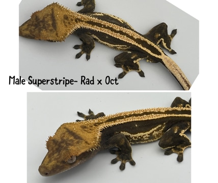 Greek’s Geckos - MorphMarket