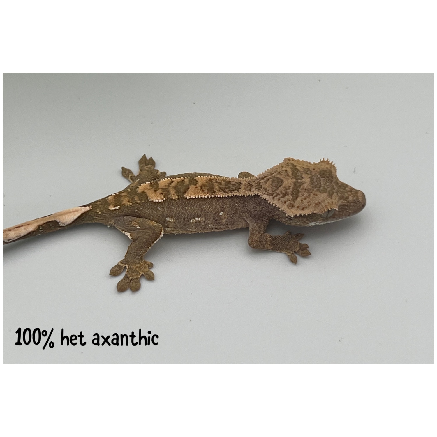 100% Het Axanthic Crested Gecko by Greek’s Geckos - MorphMarket