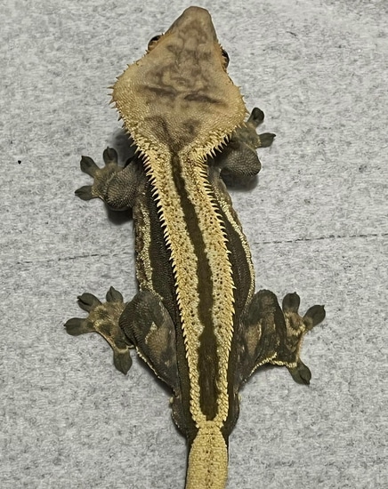 King V Crested Gecko by Greek’s Geckos