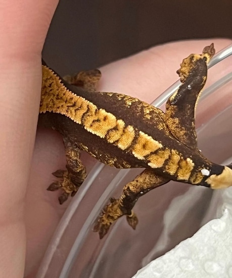 Het Axanthic Wholesale Group Crested Gecko by Greek’s Geckos