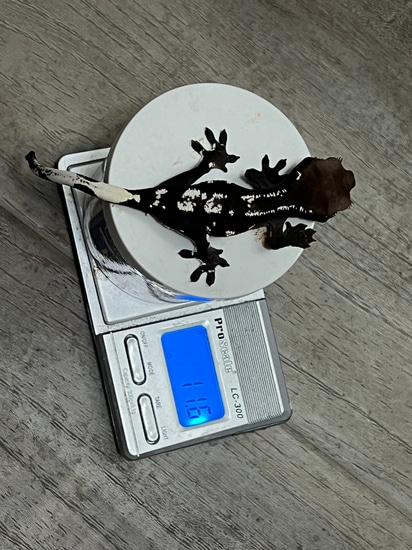 Axanthic Possible Female Crested Gecko by Greek’s Geckos