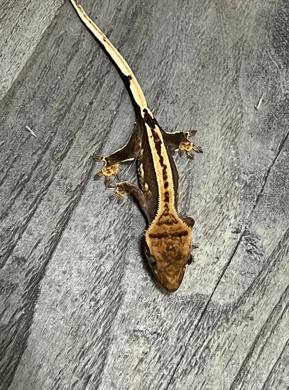 Visual Super Stripe Crested Gecko by Greek’s Geckos