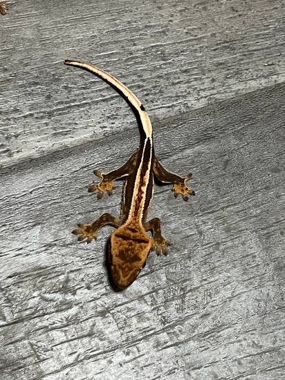 Visual Super Stripe Crested Gecko by Greek’s Geckos