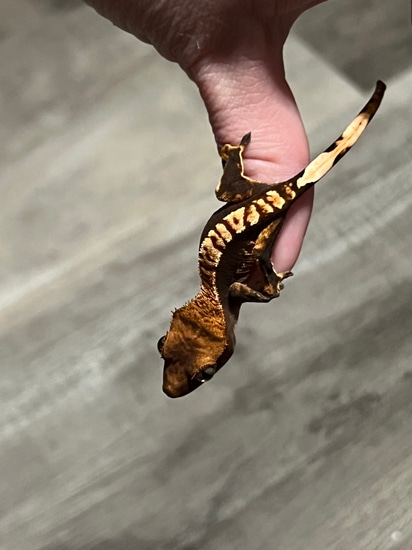100% Het Axanthic Crested Gecko by Greek’s Geckos