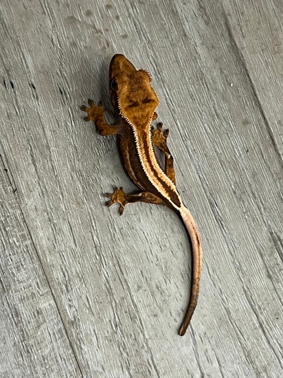 Visual Superstripe Crested Gecko by Greek’s Geckos