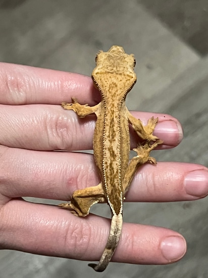 Phantom Yellow Super Stripe Crested Gecko by Greek’s Geckos