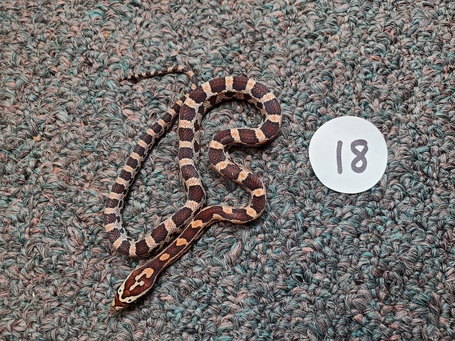 Okeetee 100% Het Sunkissed 50% Het Amelanistic 50% Het Anerythristic 50 ...