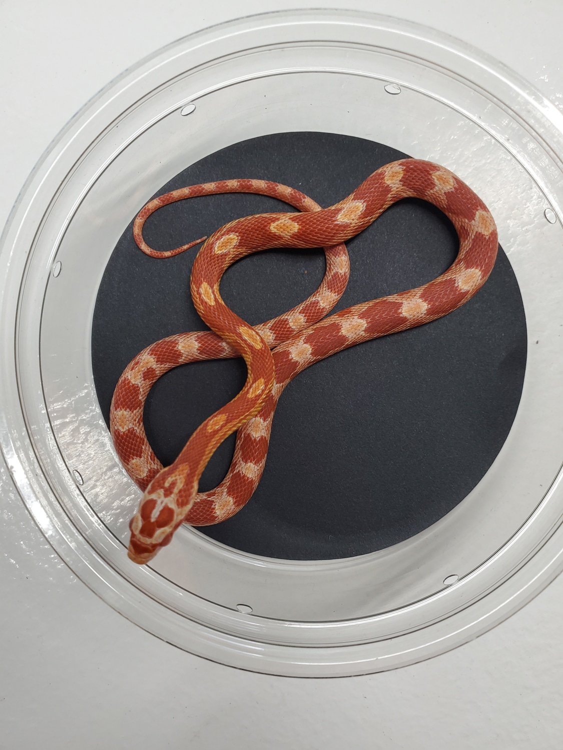 Amel Diffused 50%het Lavender, Motley, Caramel, Hypo Corn Snake by ...
