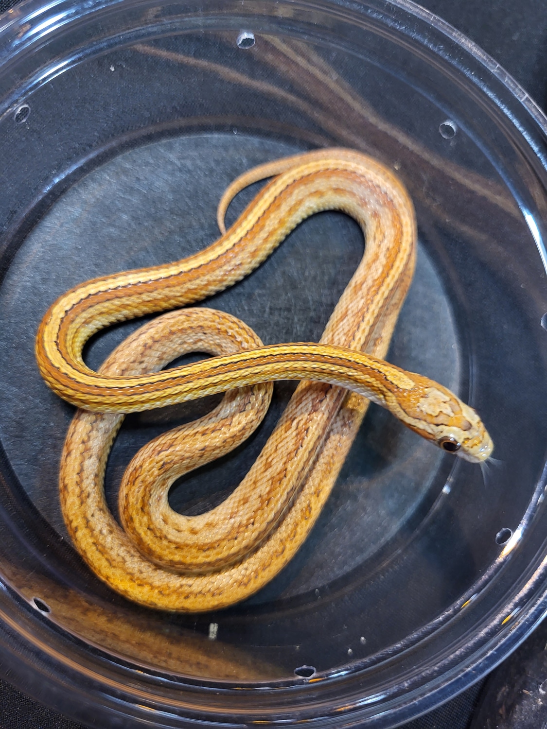 2022 Terrazzo Corn Snake by Knockout exotics la incorporated - MorphMarket