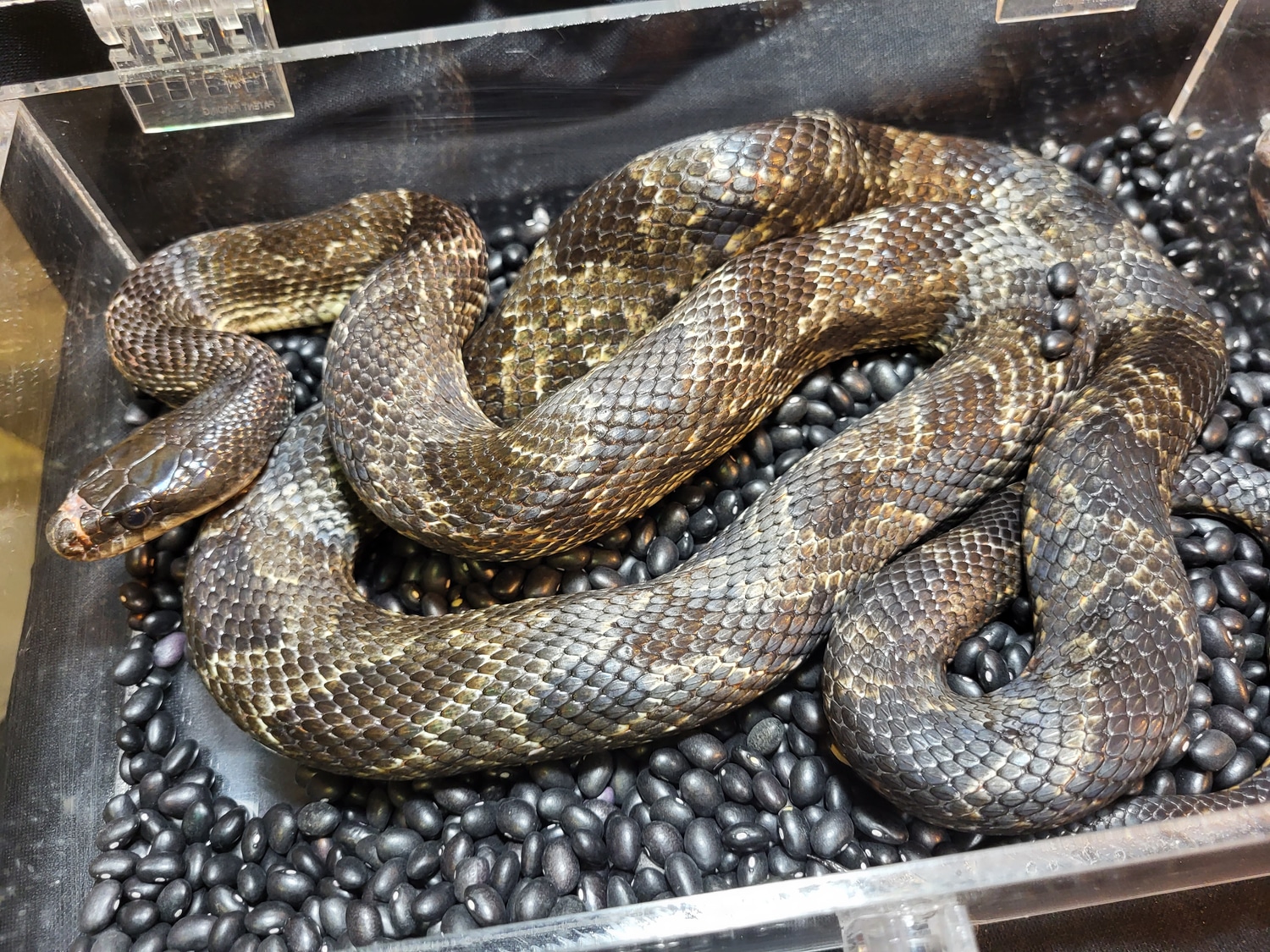 (Proven) Western Rat Snake by Knockout exotics la incorporated ...