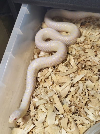 Albino Speckled Kingsnake by Knockout exotics la incorporated