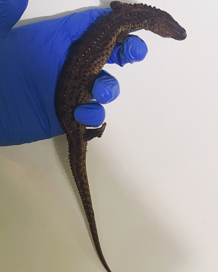 2019 Borneo Earless Monitor CBB More Lizard by Living Rarities, LLC