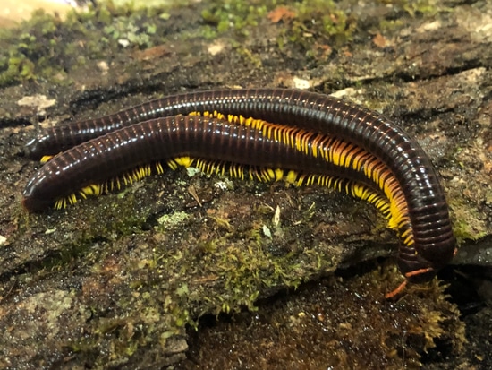 Trigoniulus Macropygus Aka Flamelegs Qty 5 Millipede by Green Acres Exotics