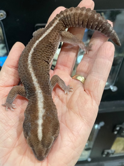 Striped Zero 100% Het Ghost, Patternless African Fat-Tailed Gecko by ...