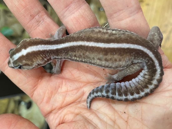 Stripe Oreo Patternless 66% Het Ghost African Fat-Tailed Gecko by Green ...