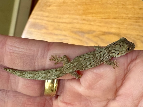 Male Eurydactylodes Vieillardi CBB Chameleon Gecko by Green Acres Exotics
