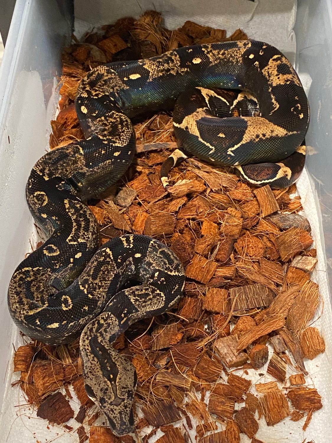 Img Het. VPI Boa Constrictor by The Turtle Gro - MorphMarket
