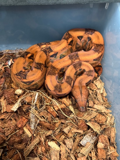 Blood Jungle Boa Constrictor by The Turtle Gro