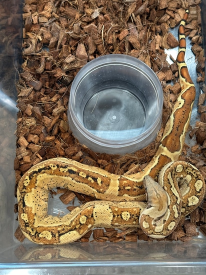 Jungle DH VPI Blood Boa Constrictor by The Turtle Gro