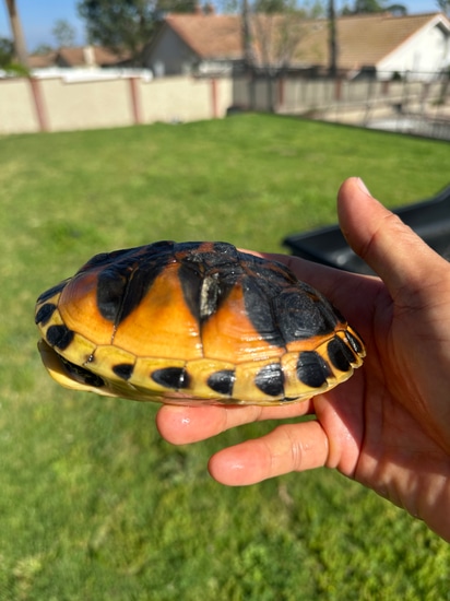 Golden Flame Red Belly Cooters Pond Turtle by The Turtle Gro