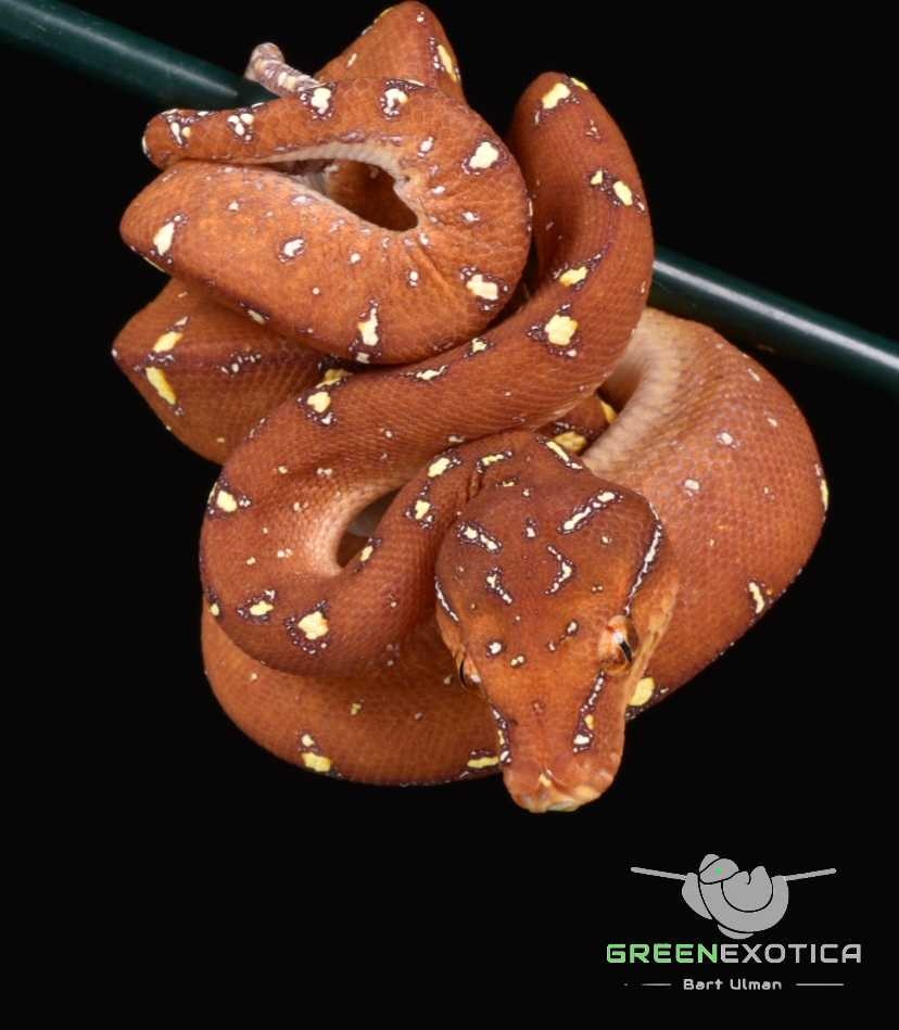 USCBB Designer UB Green Tree Python by Green Exotica - MorphMarket