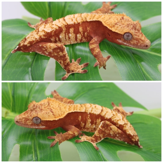 Red Frogbutt Crested Gecko by Green Grove Geckos
