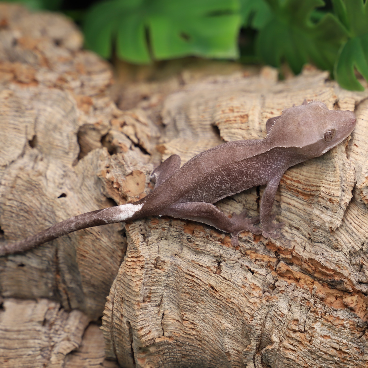 NPV Visual Axanthic Crested Gecko by GreenLeaf Geckos - MorphMarket