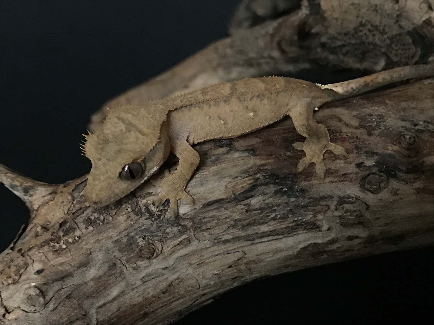 Yellow Phantom Brindle Crested Gecko by Green Stuff Exotics - MorphMarket