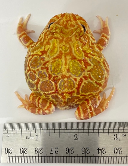 Strawberry Pineapple Pacman Pacman Frog by Green Stuff Exotics