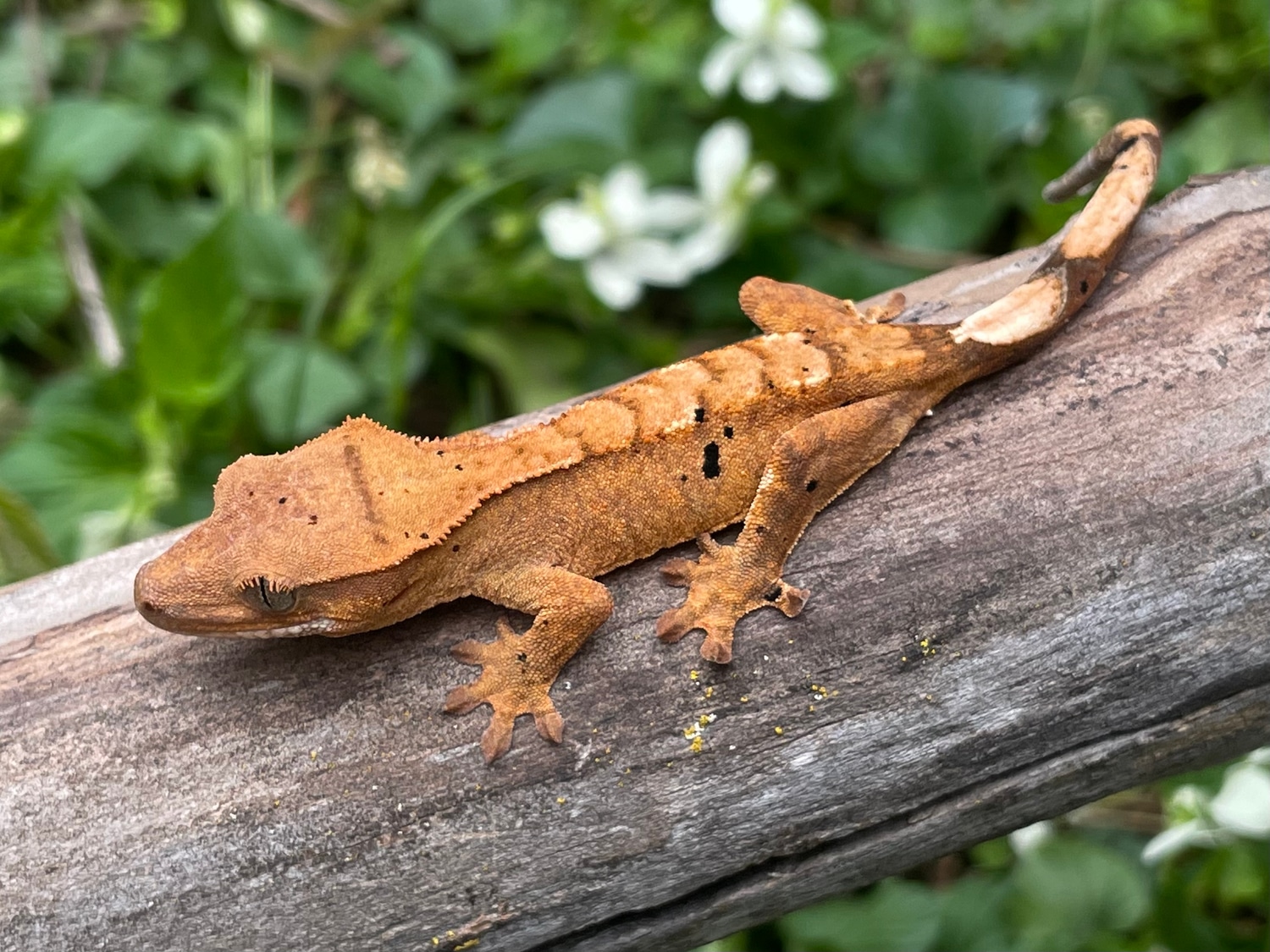 Orange Dalmatian Crested Gecko by Green Stuff Exotics - MorphMarket