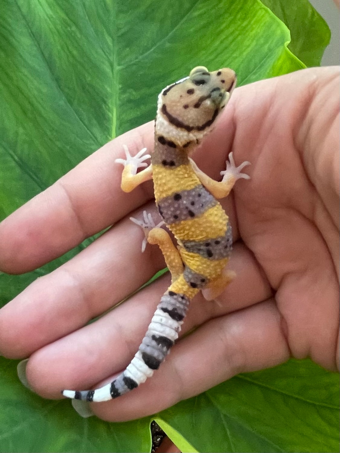 Leopard Leopard Gecko by Green Stuff Exotics - MorphMarket