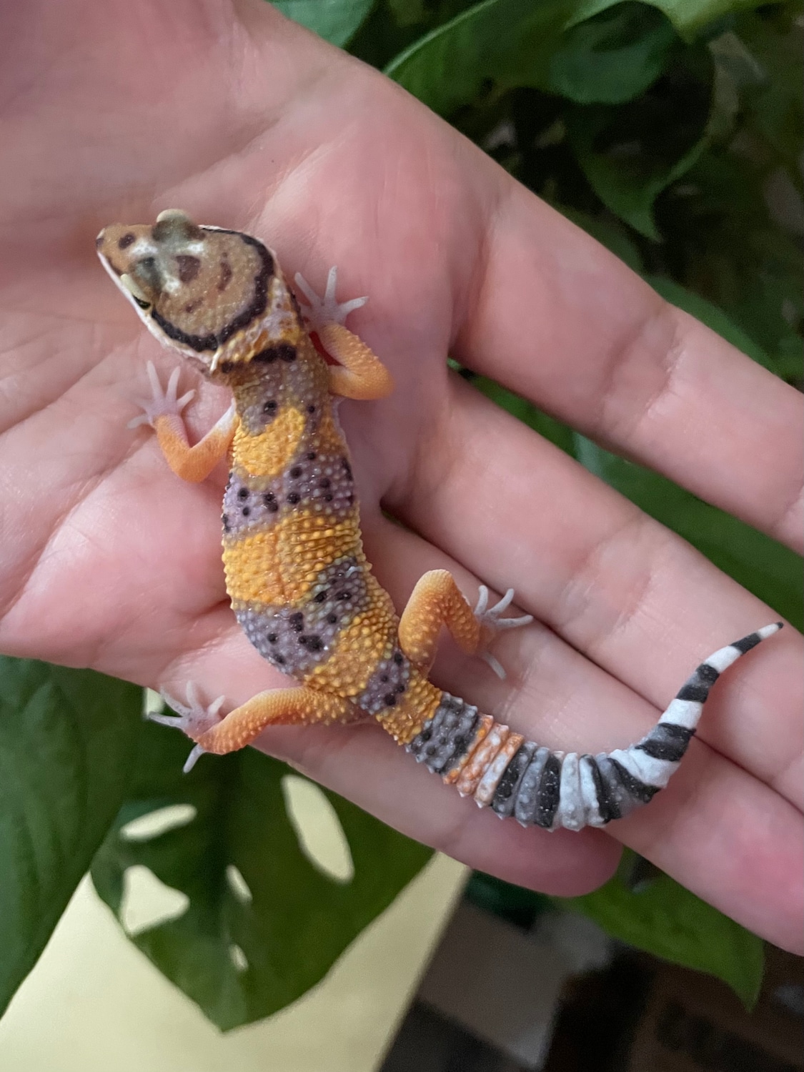 Tangerine Jungle Leopard Gecko by Green Stuff Exotics - MorphMarket