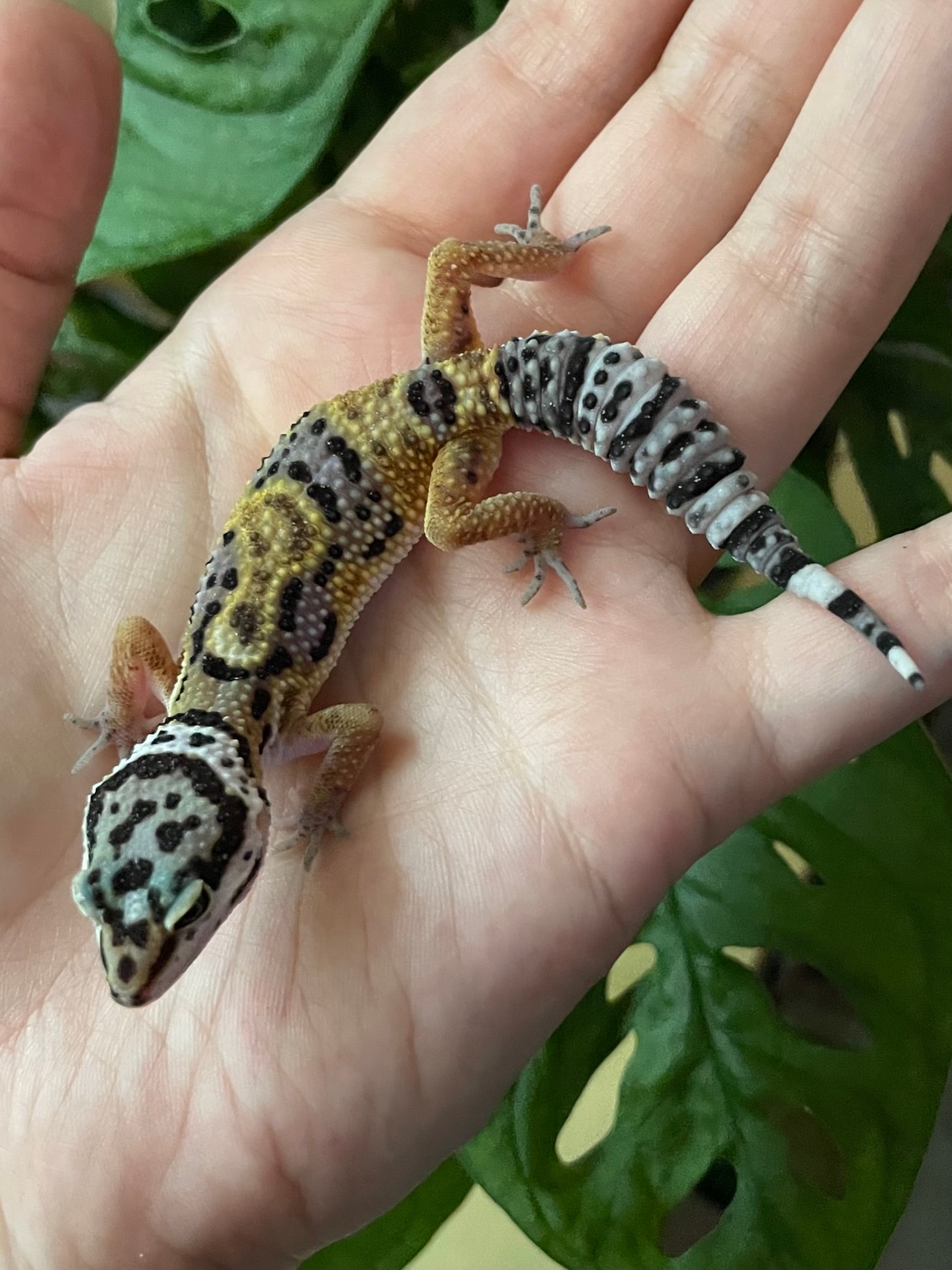 Jungle Leopard Gecko by Green Stuff Exotics - MorphMarket