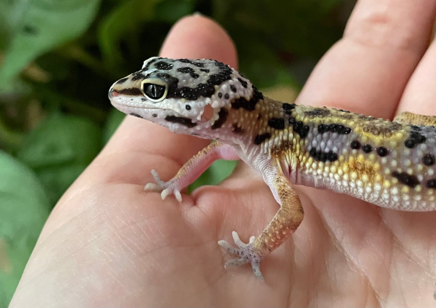 Jungle Leopard Gecko by Green Stuff Exotics - MorphMarket