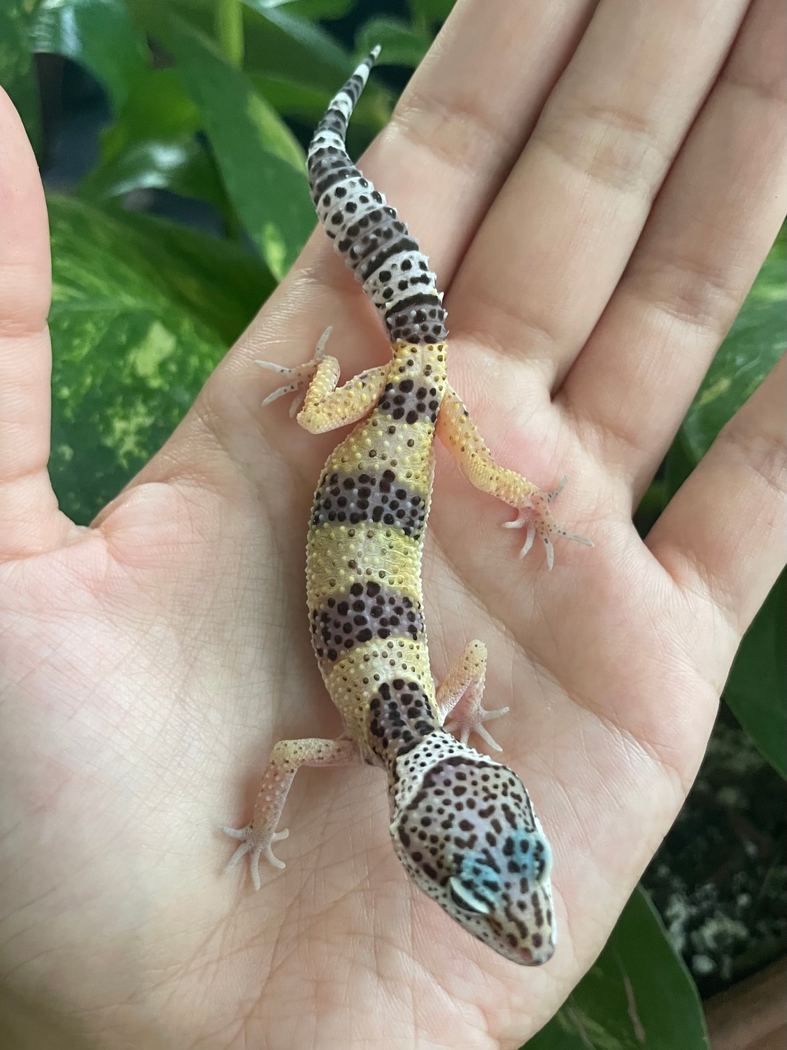 Melanistic Leopard Gecko by Green Stuff Exotics - MorphMarket