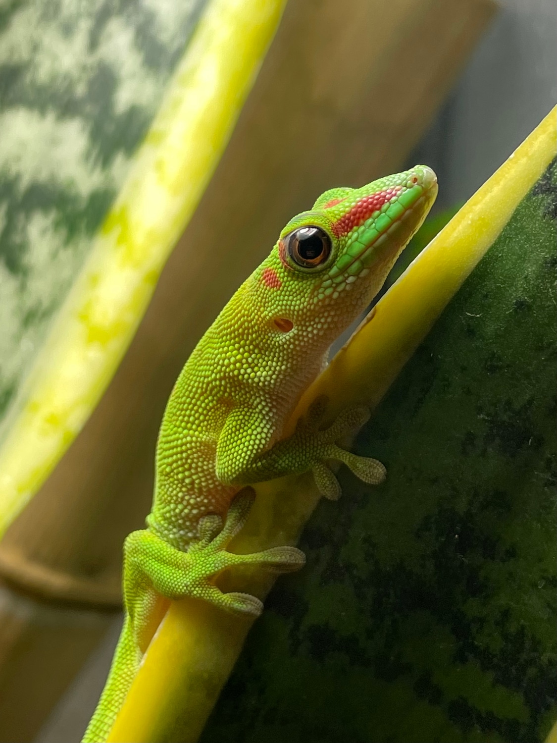 Grandis Day Gecko by Green Stuff Exotics - MorphMarket