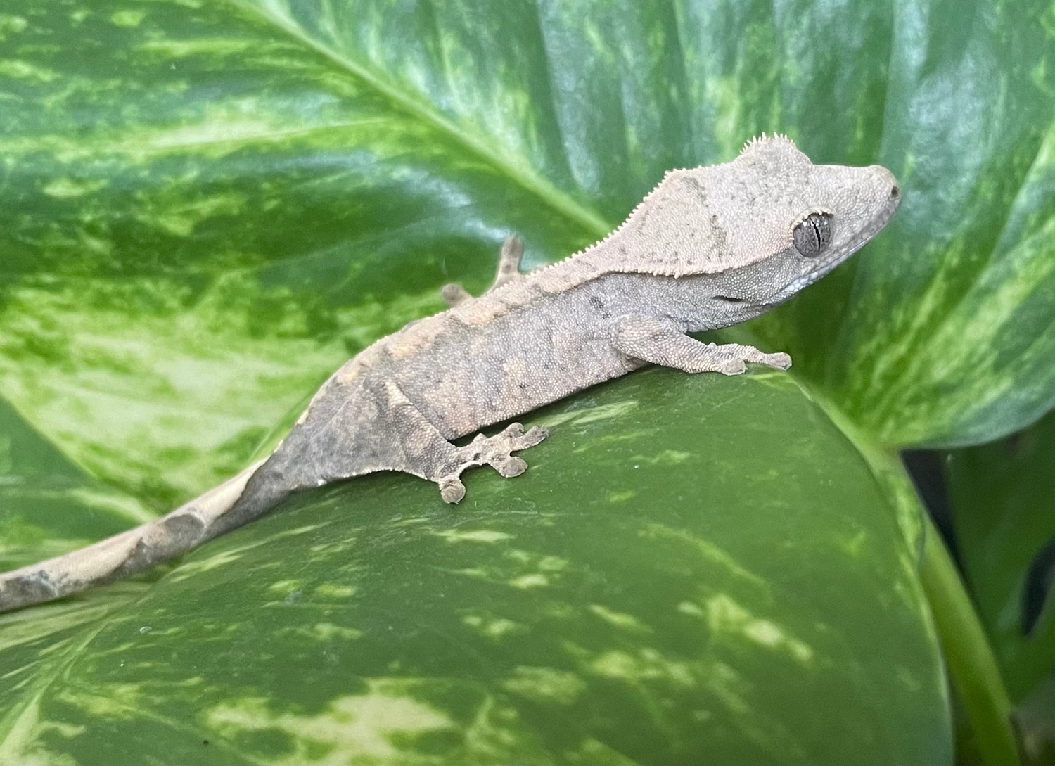 Light Cream Harlequin Crested Gecko by Green Stuff Exotics - MorphMarket