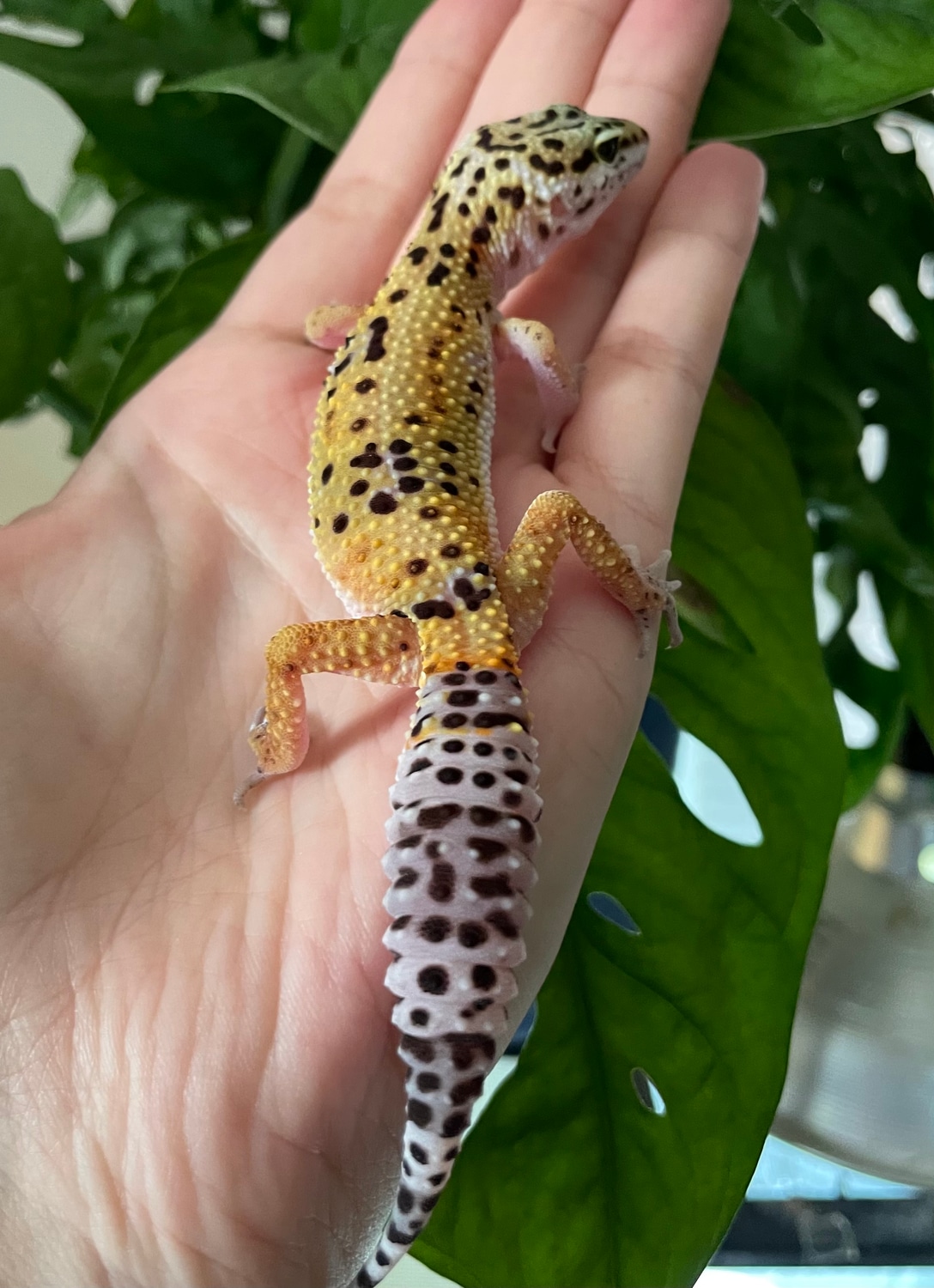 Female Leopard Leopard Gecko by Green Stuff Exotics - MorphMarket