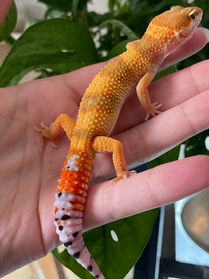 SHTCB Leopard Gecko by Green Stuff Exotics