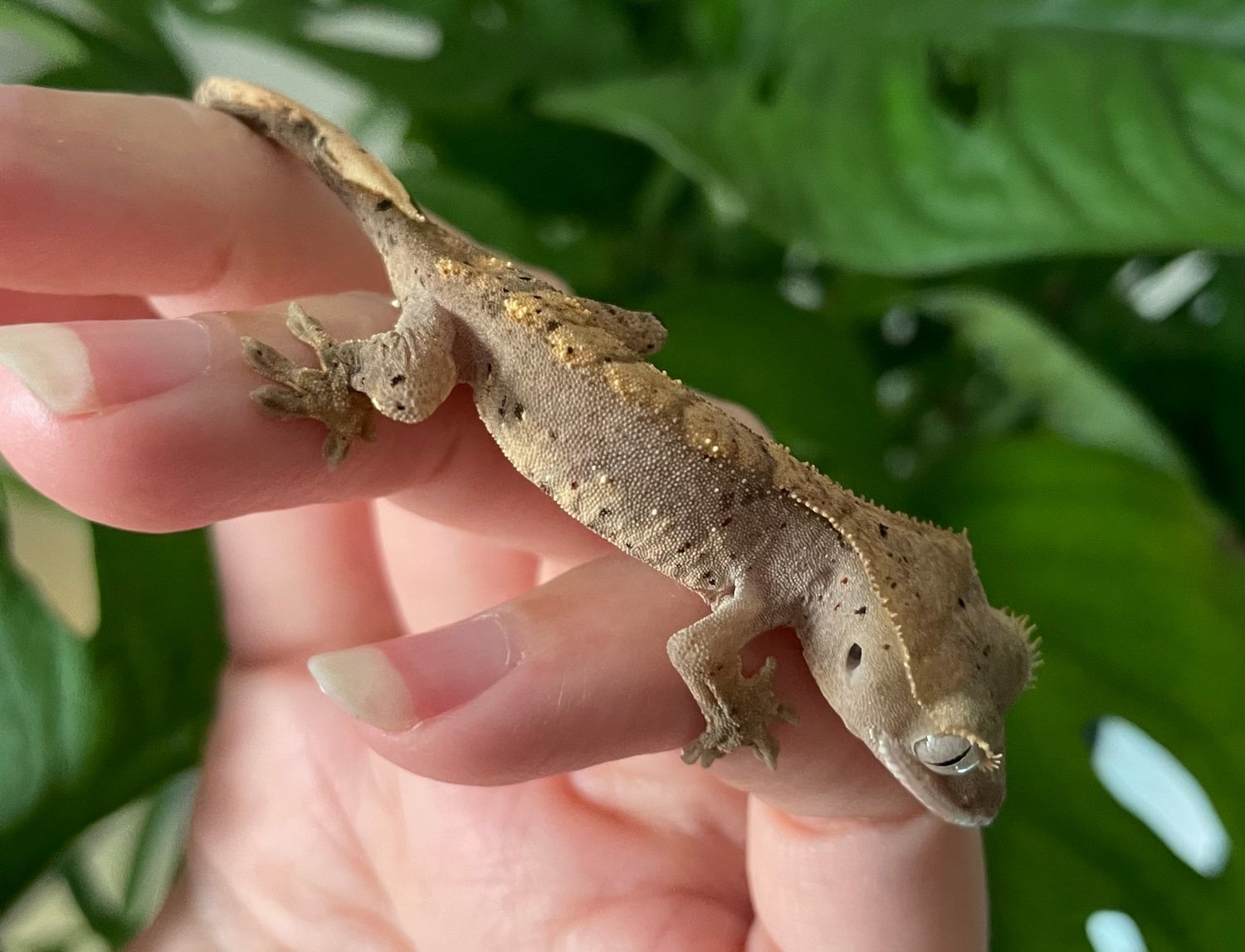 Super Dalmatian Flame Crested Gecko by Green Stuff Exotics - MorphMarket