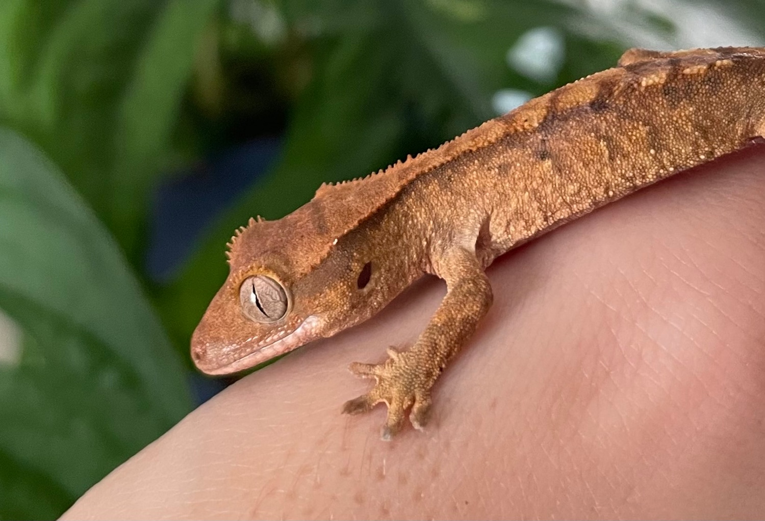 Yellow Brindle Flame Crested Gecko by Green Stuff Exotics - MorphMarket