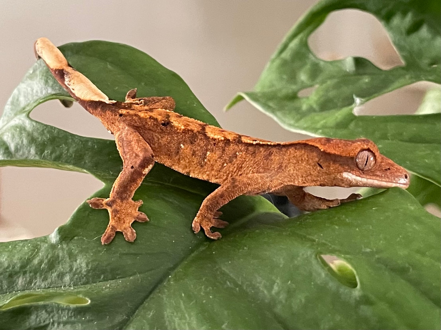 Extreme Harlequin Crested Gecko by Green Stuff Exotics - MorphMarket