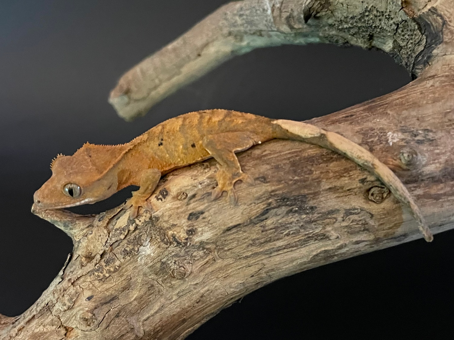 Brindle Dalmatian Crested Gecko by Green Stuff Exotics - MorphMarket