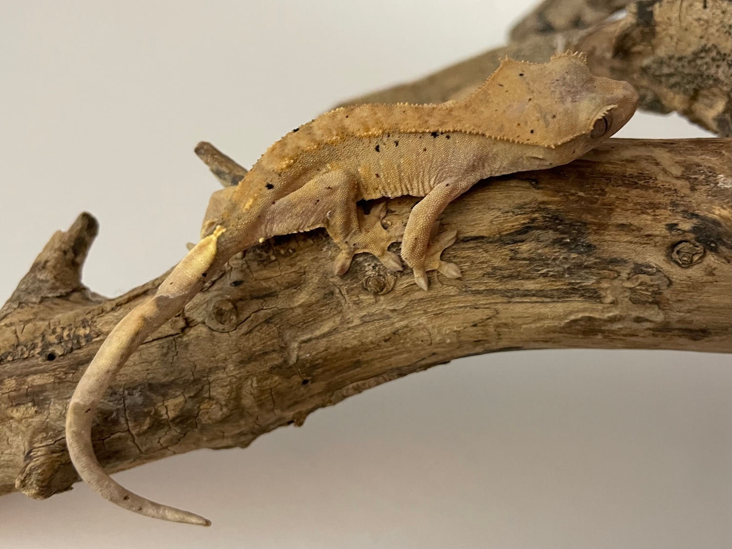 Lavender Harlequin Dalmatian Crested Gecko by Green Stuff Exotics ...